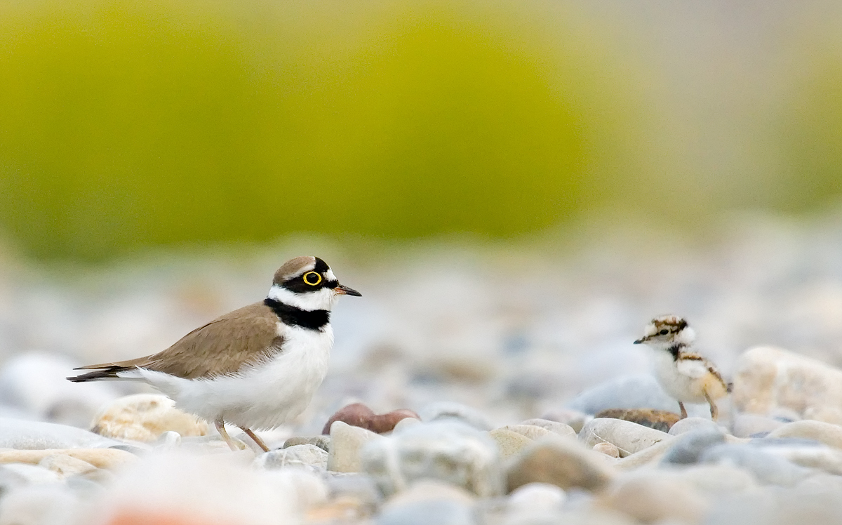 Schottisches Moorschneehuhn (Forum für Naturfotografen)