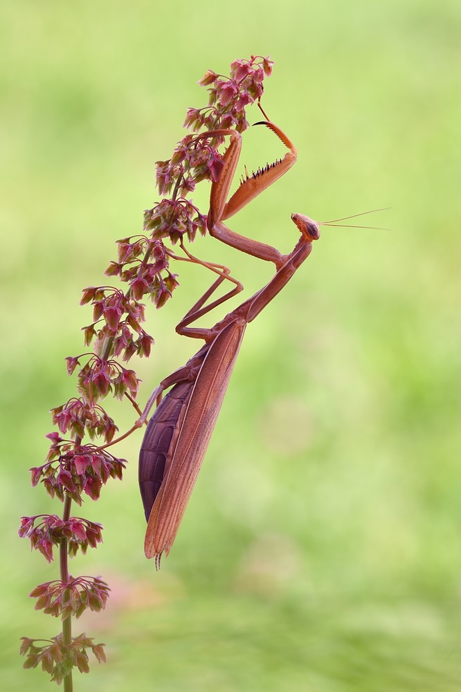 Mantis Religiosa (Forum für Naturfotografen)