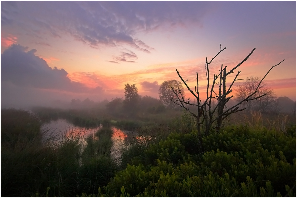 Mystisches Moor (Forum für Naturfotografen)