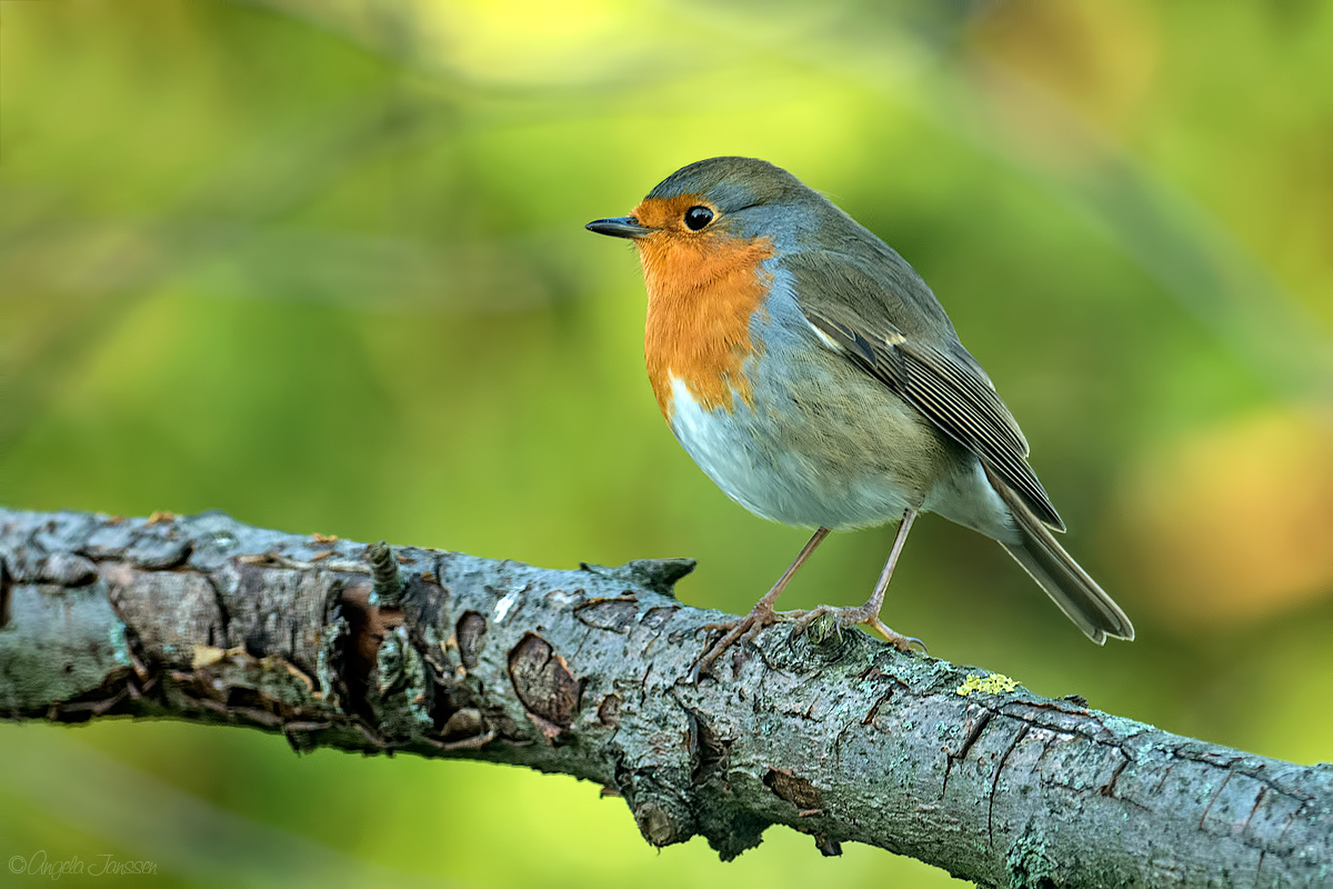 Robin (Forum für Naturfotografen)