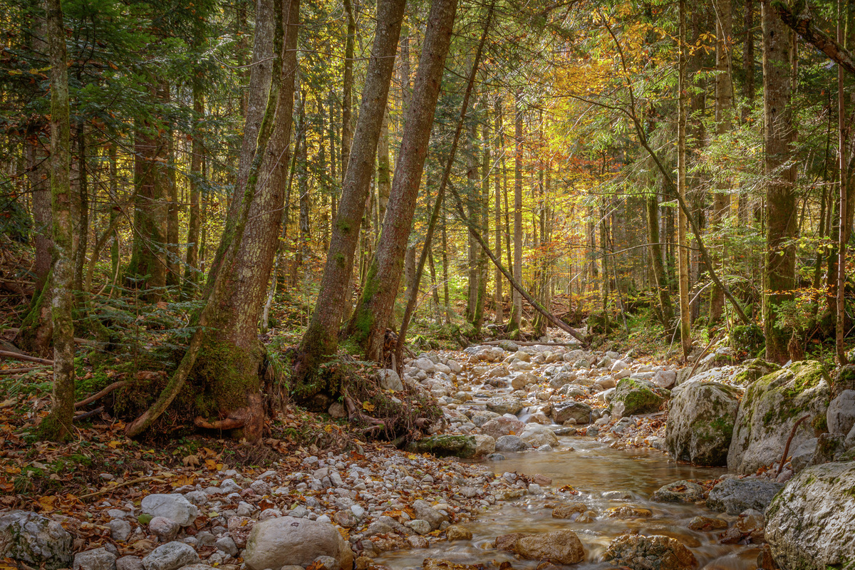 Herbst am Bach_2 (Forum für Naturfotografen)