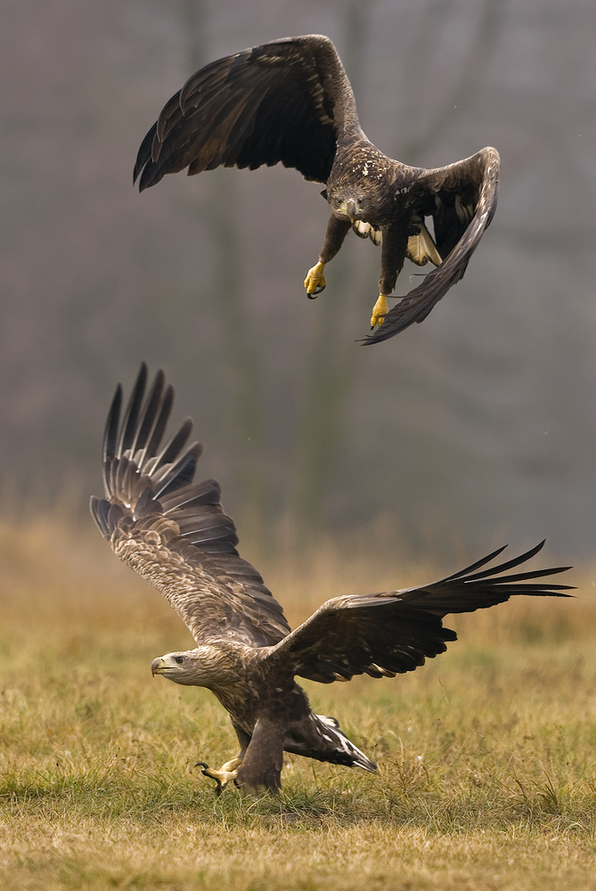 Eagle-dance (Forum für Naturfotografen)