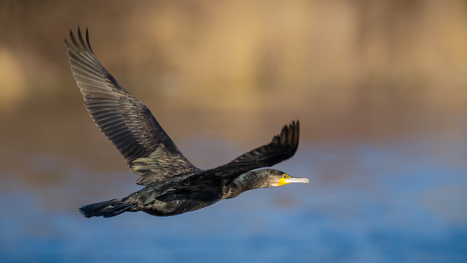 Kormoran (Forum für Naturfotografen)