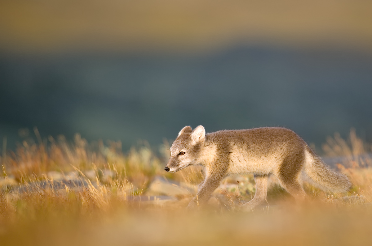 hunter (Forum für Naturfotografen)