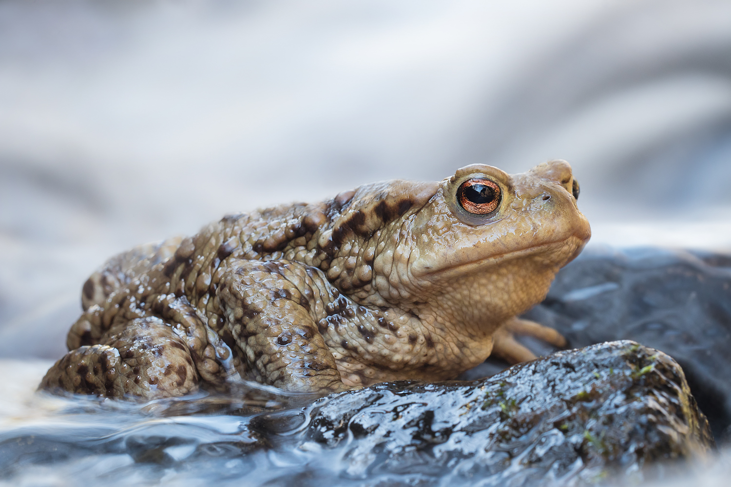 Bufo Bufo (Forum für Naturfotografen)