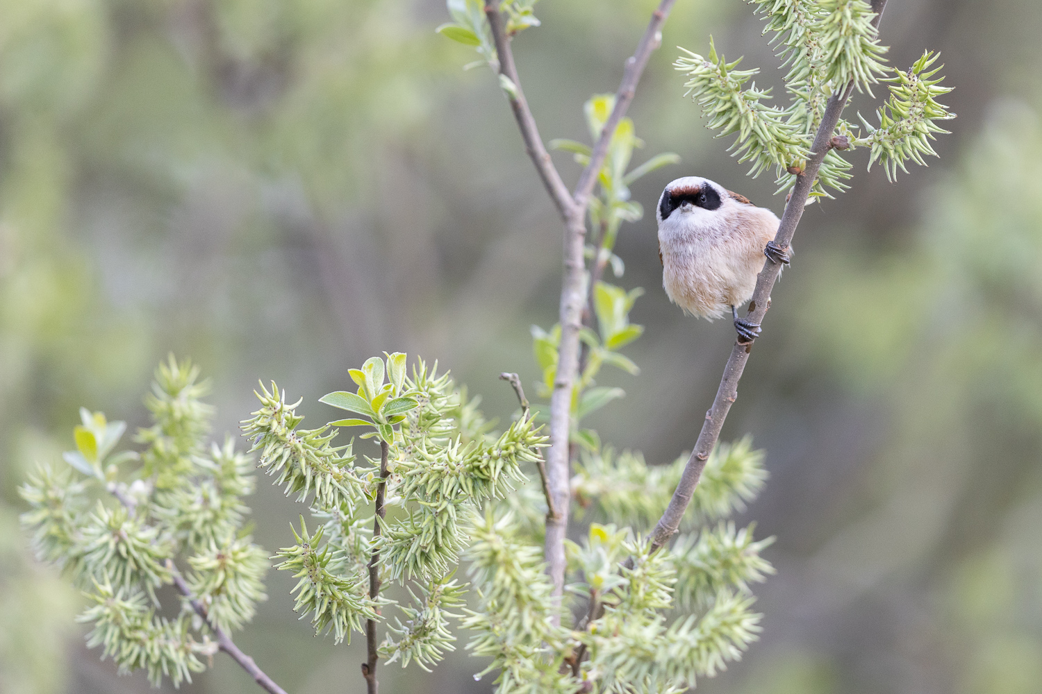 Zorro (Forum für Naturfotografen)