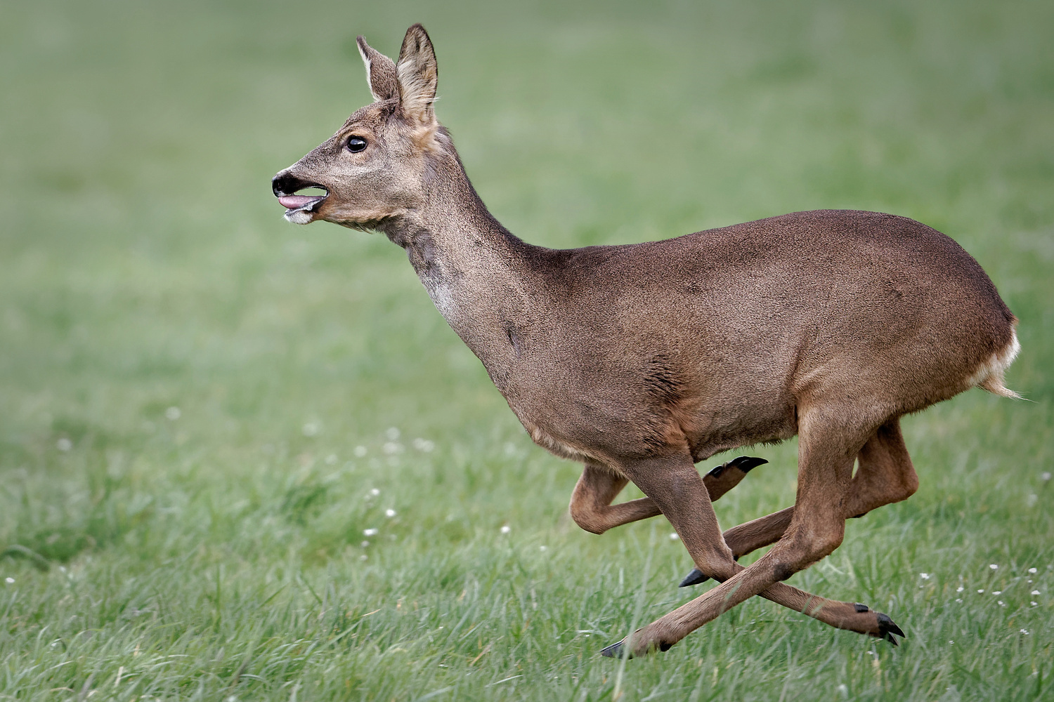 Reh in vollem Lauf (Forum für Naturfotografen)