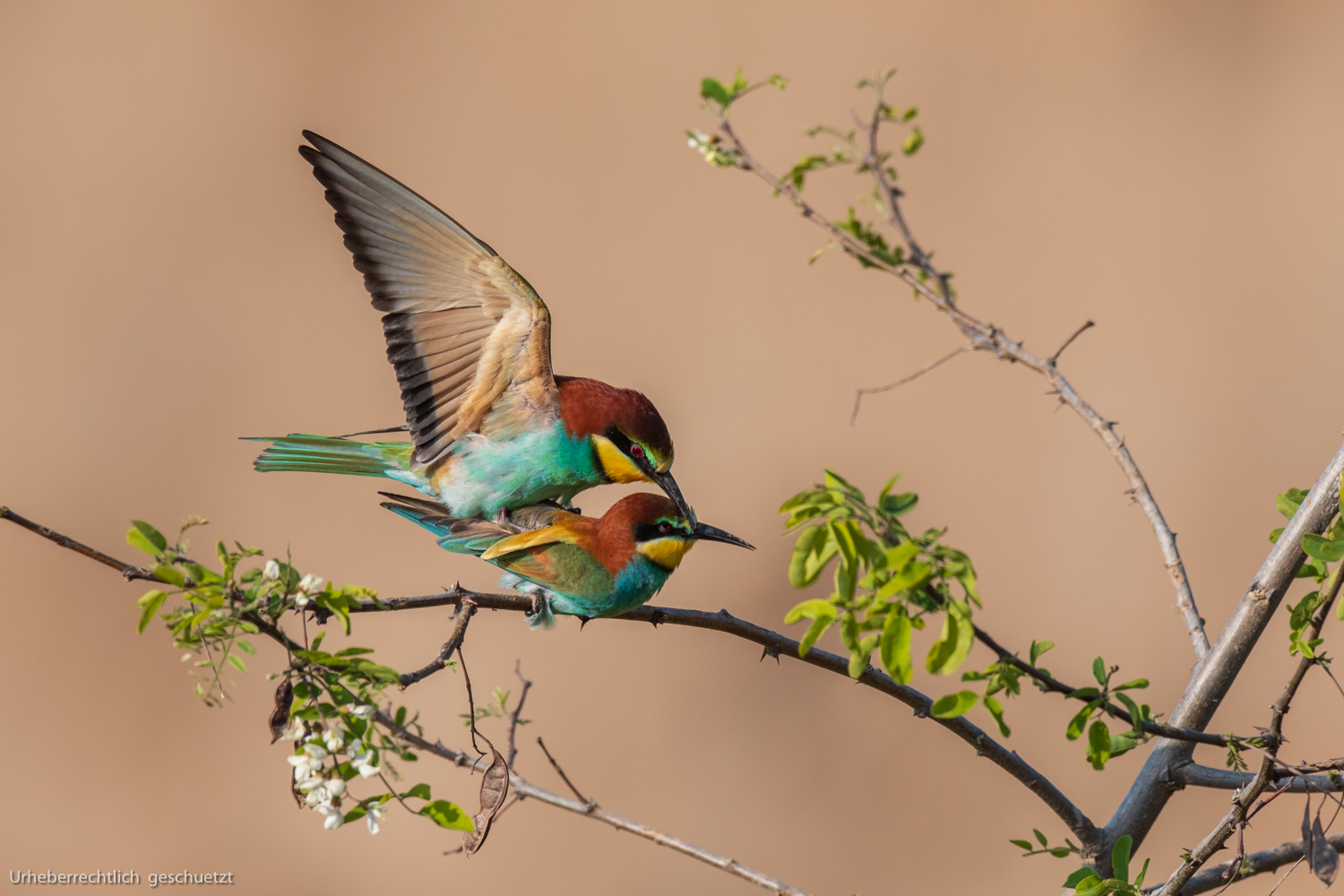 Himmlische Shrapnells... (Forum für Naturfotografen)