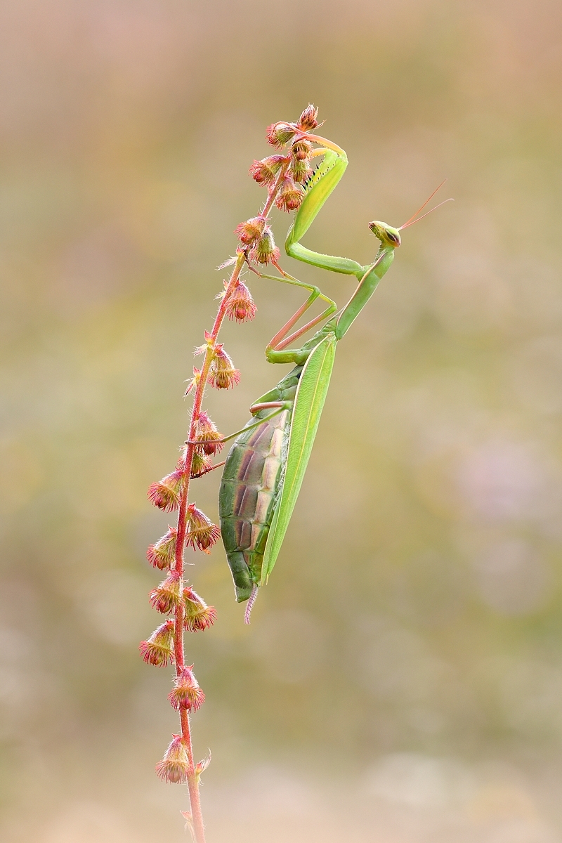 Mantis Religiosa (Forum für Naturfotografen)