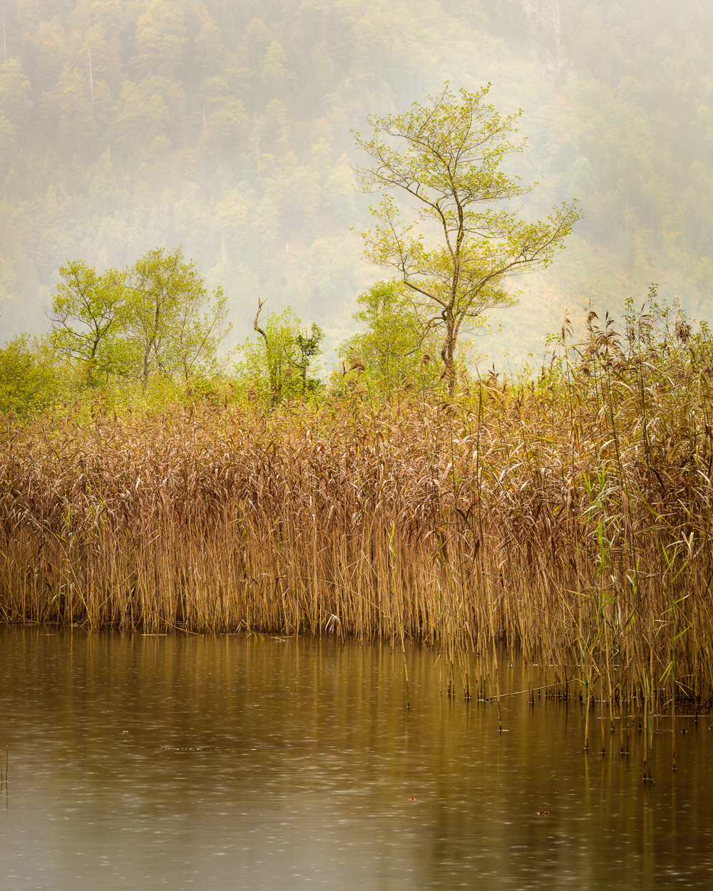 Regnerisch (Forum für Naturfotografen)