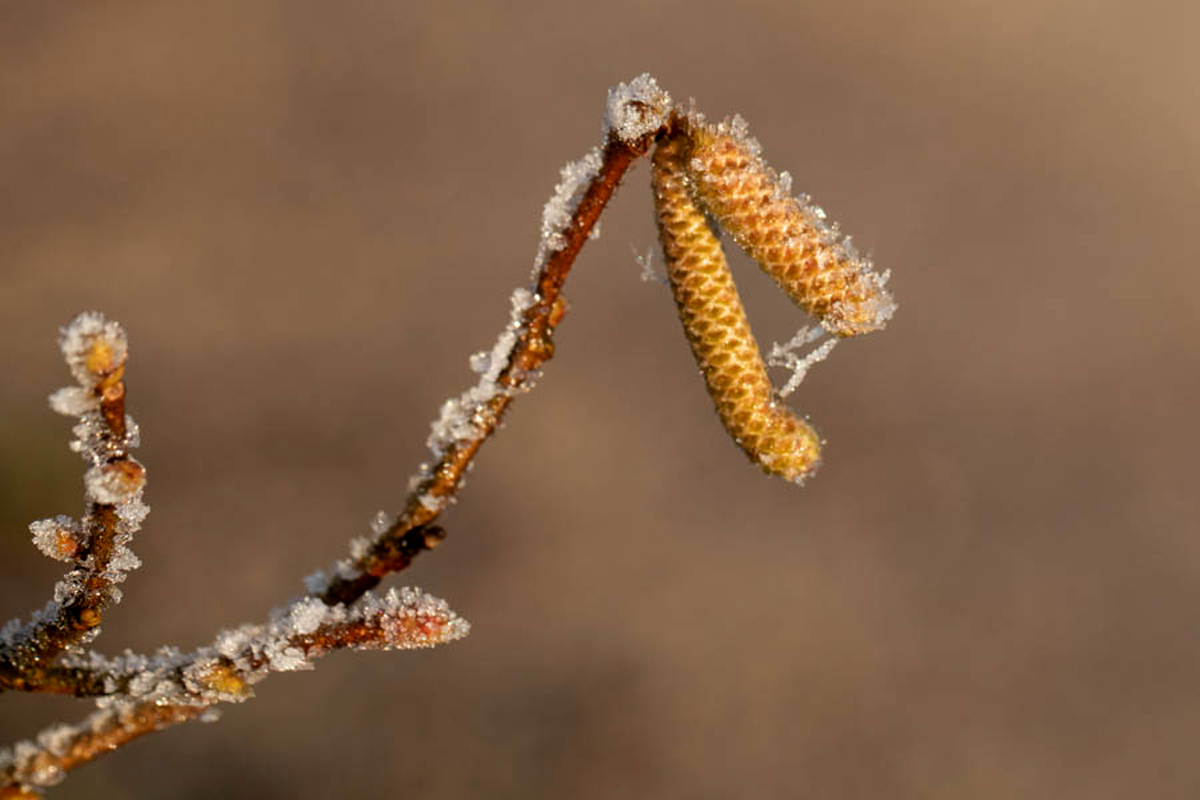 filigran (Forum für Naturfotografen)