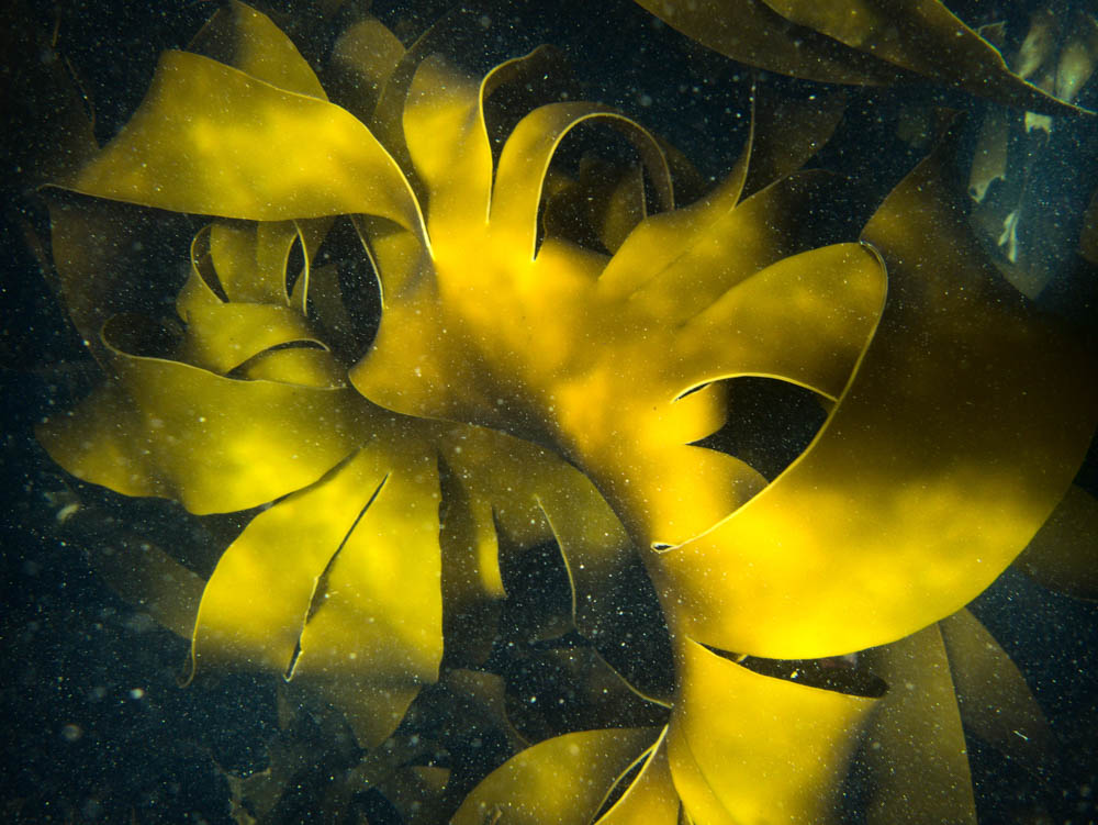 Kelp (Forum für Naturfotografen)