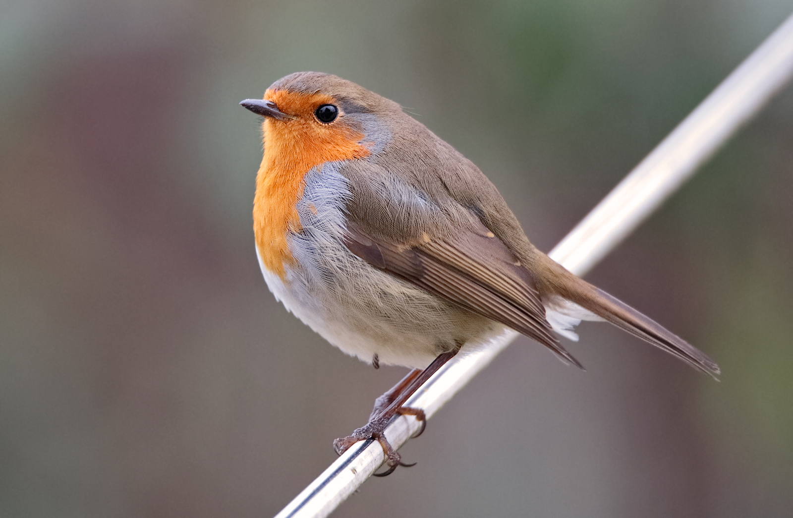 Rotkehlchen (Erithacus rubecula) (Forum für Naturfotografen)