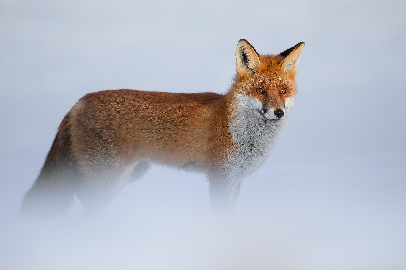 Rotfuchs (Forum für Naturfotografen)