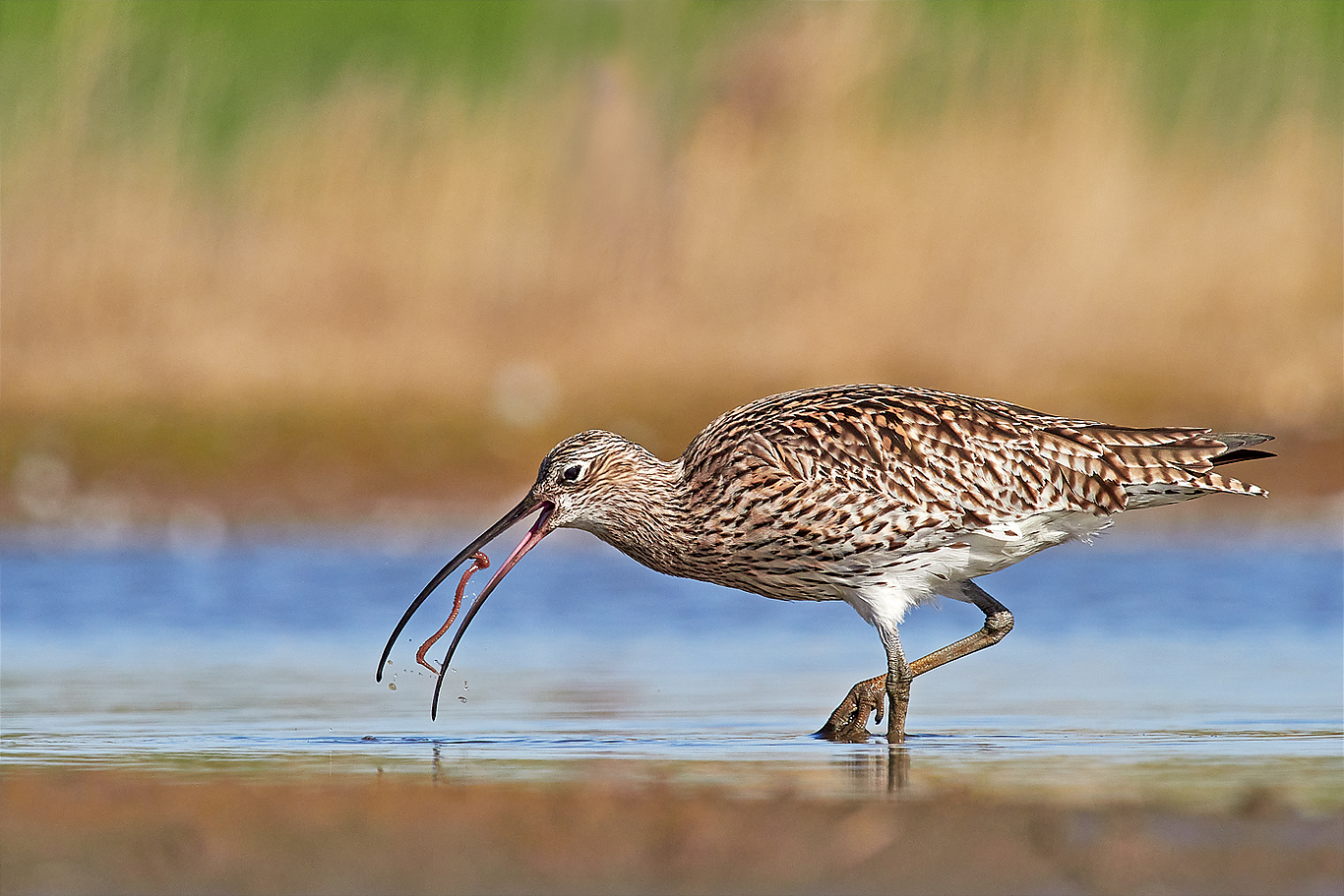 Der Wattwurm (Forum für Naturfotografen)