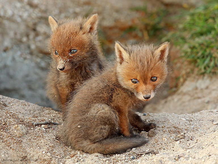 Fuchswelpen (Forum für Naturfotografen)