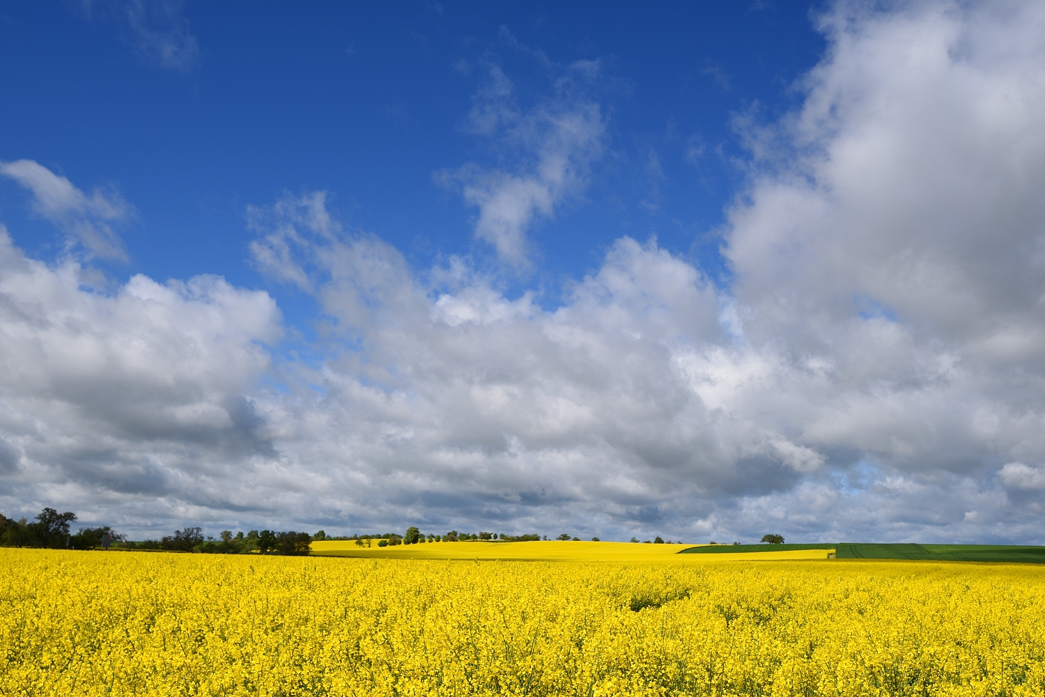 Rapsfeld (Forum für Naturfotografen)