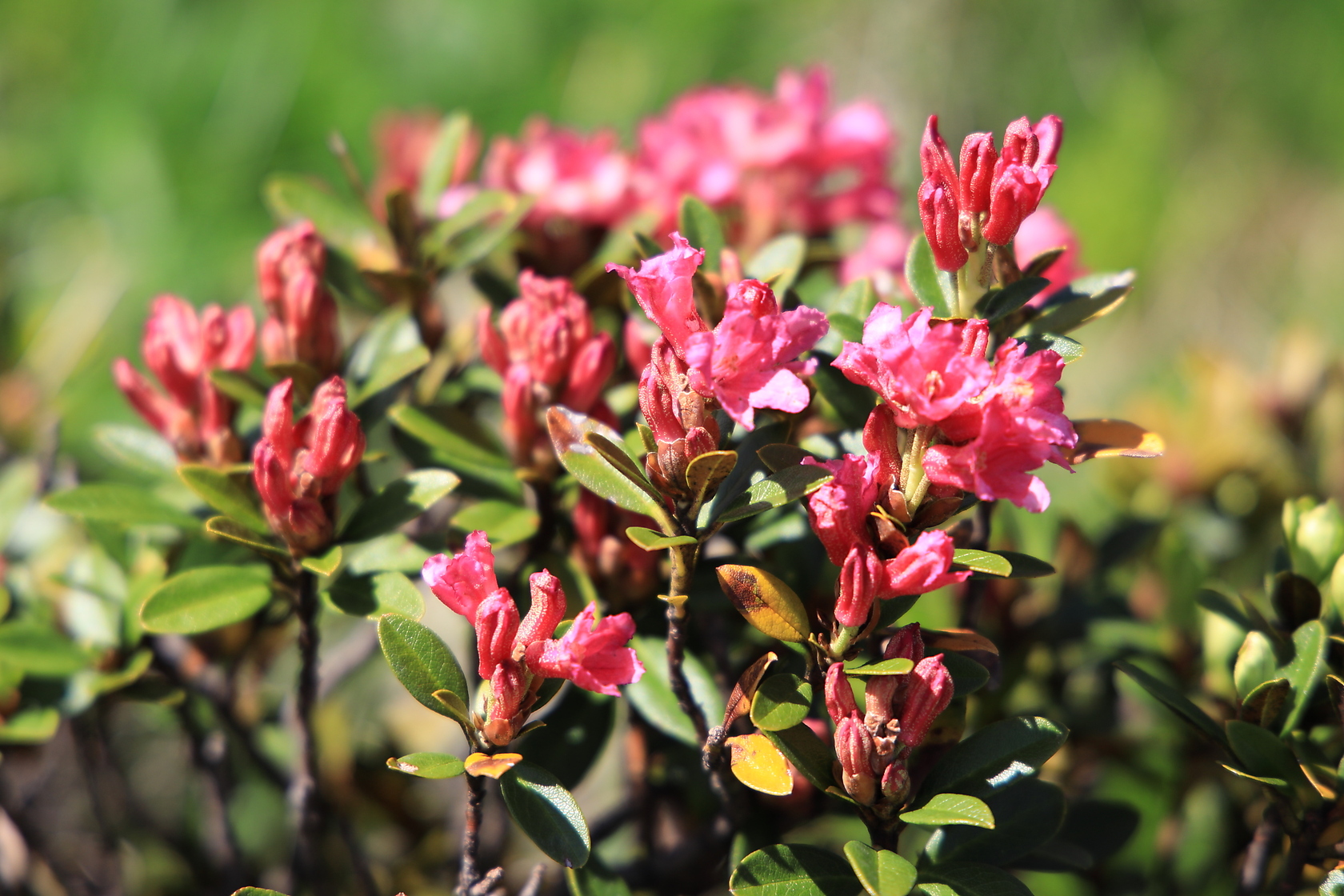Alpenrosen (Forum für Naturfotografen)