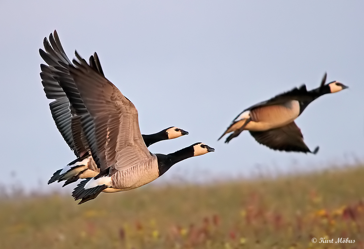 Sibirier im Flug (Forum für Naturfotografen)
