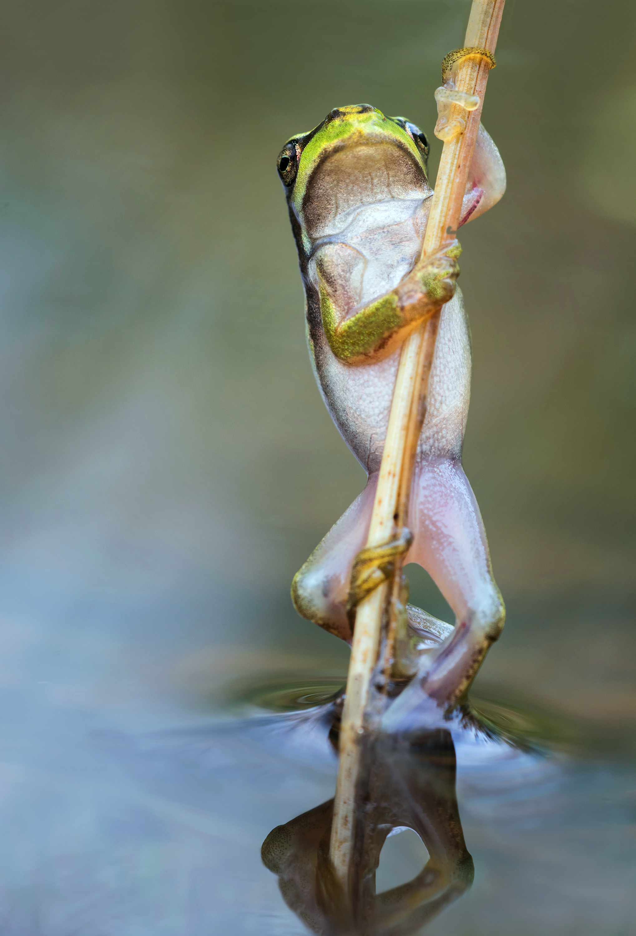 tuempel (Forum für Naturfotografen)