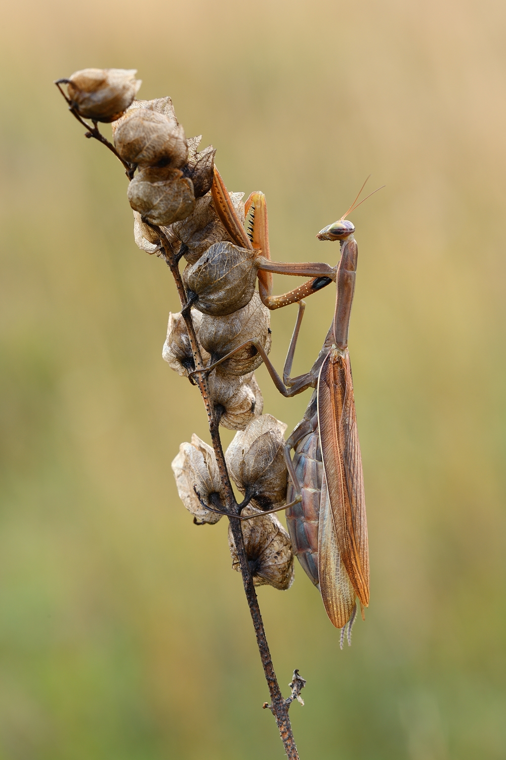 Mantis Religiosa (Forum für Naturfotografen)