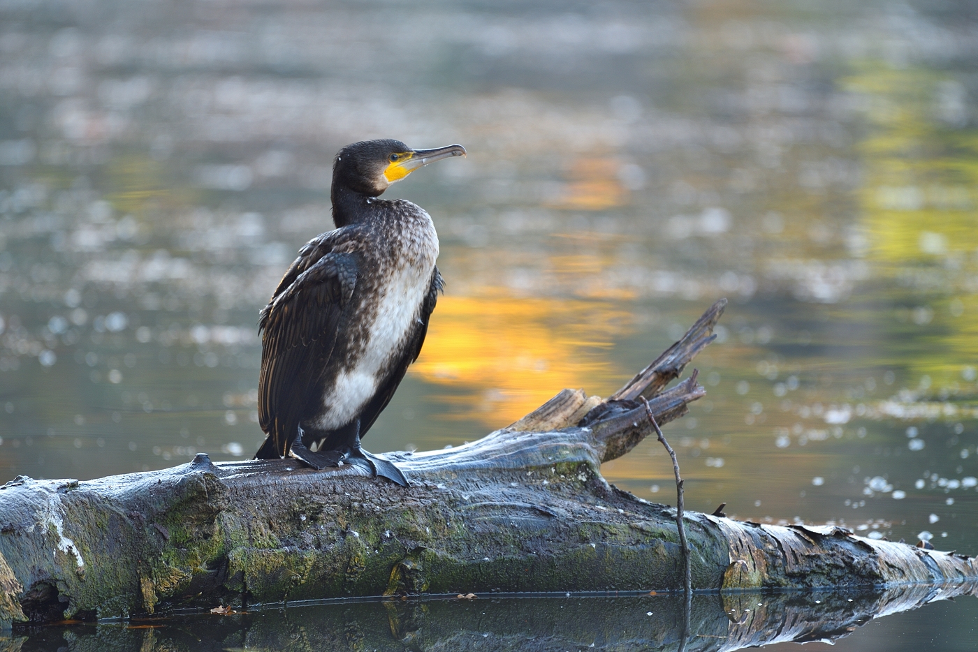 Kormoran (Forum für Naturfotografen)