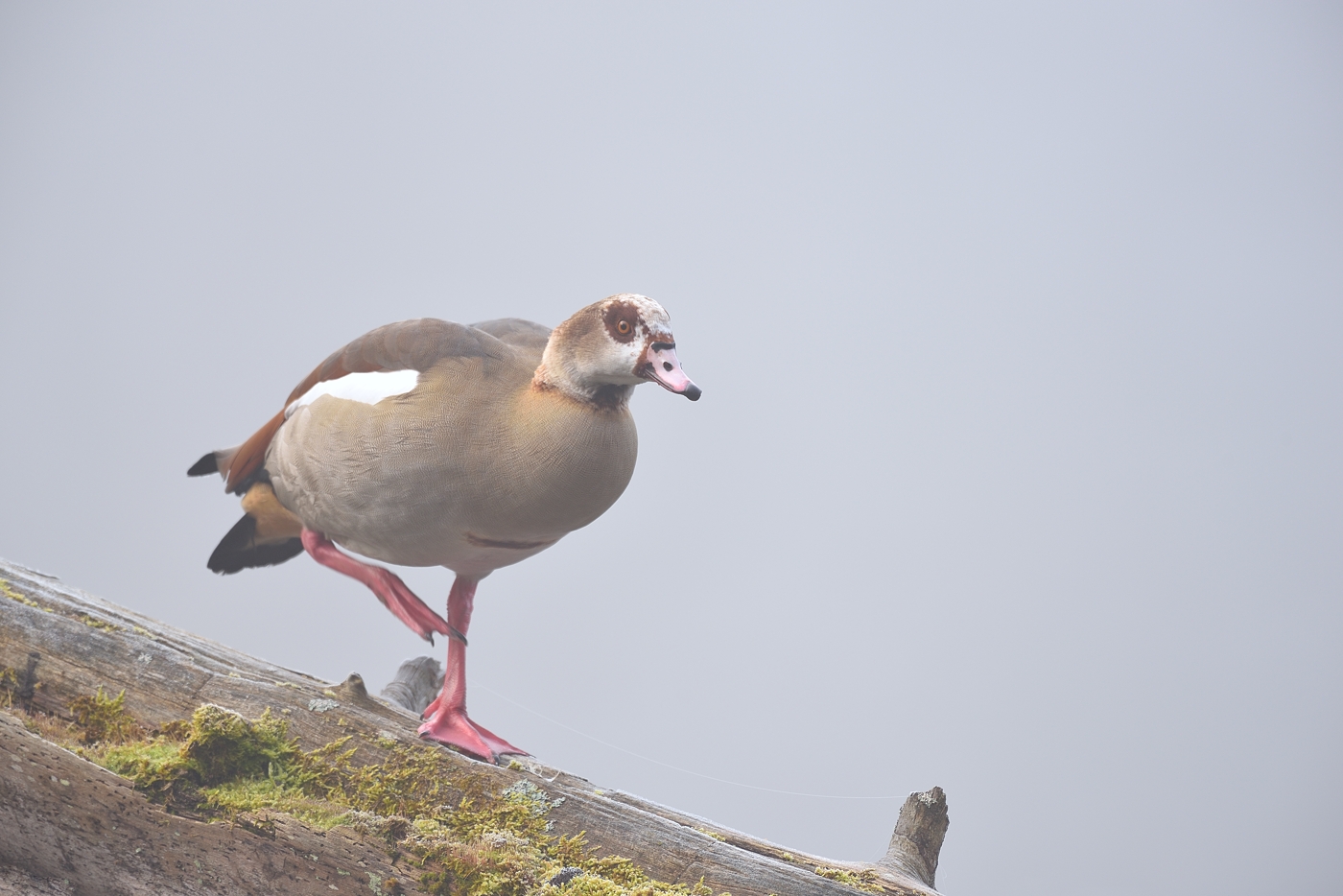 Nilgans (Forum für Naturfotografen)