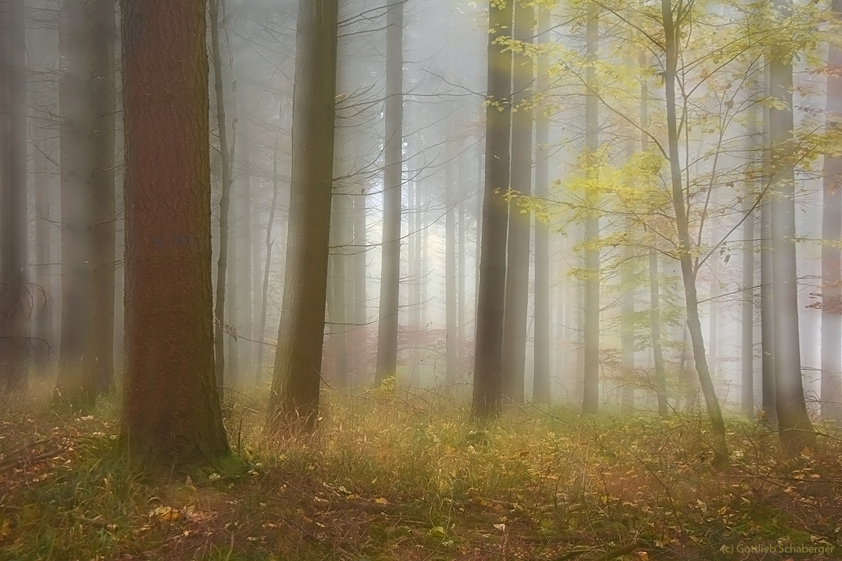 Nebel im Buchenwald (Forum für Naturfotografen) Nebel im Buchenwald (Forum für Naturfotografen)