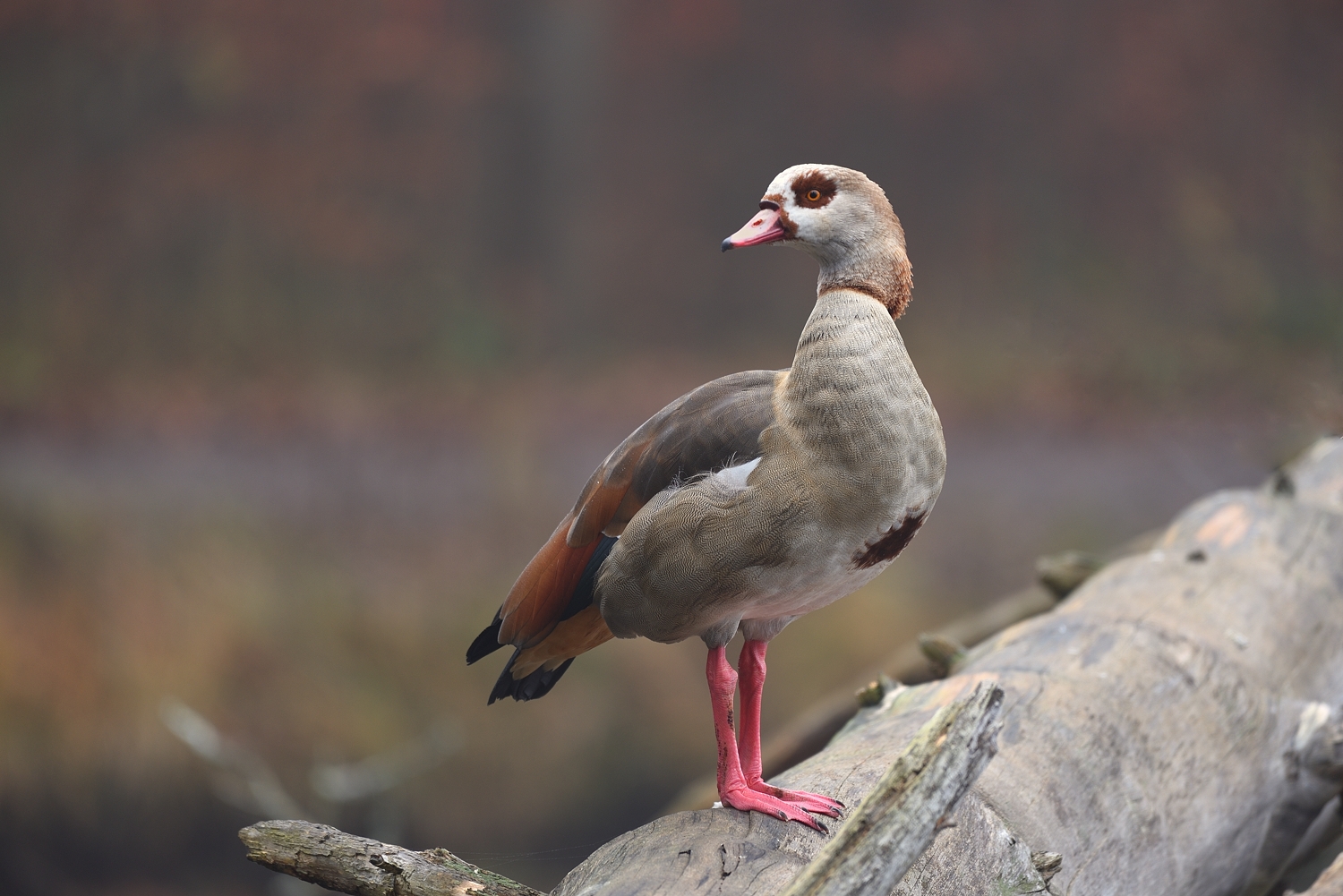 Nilgans (Forum für Naturfotografen)