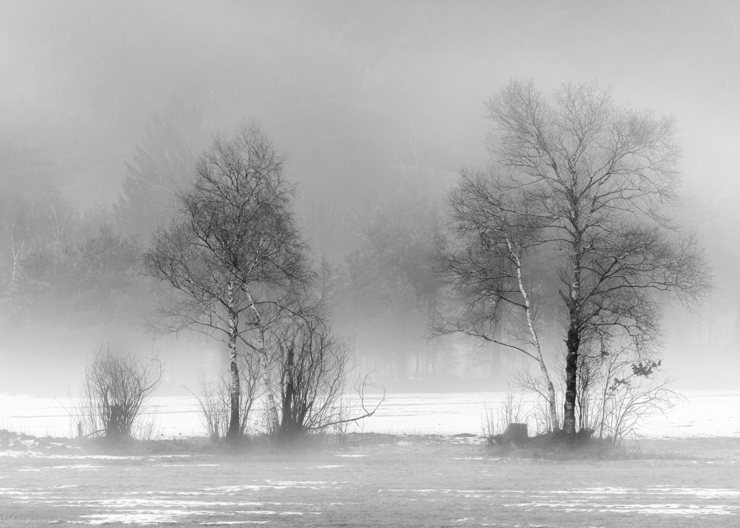 Nebel im Moor (Forum für Naturfotografen)