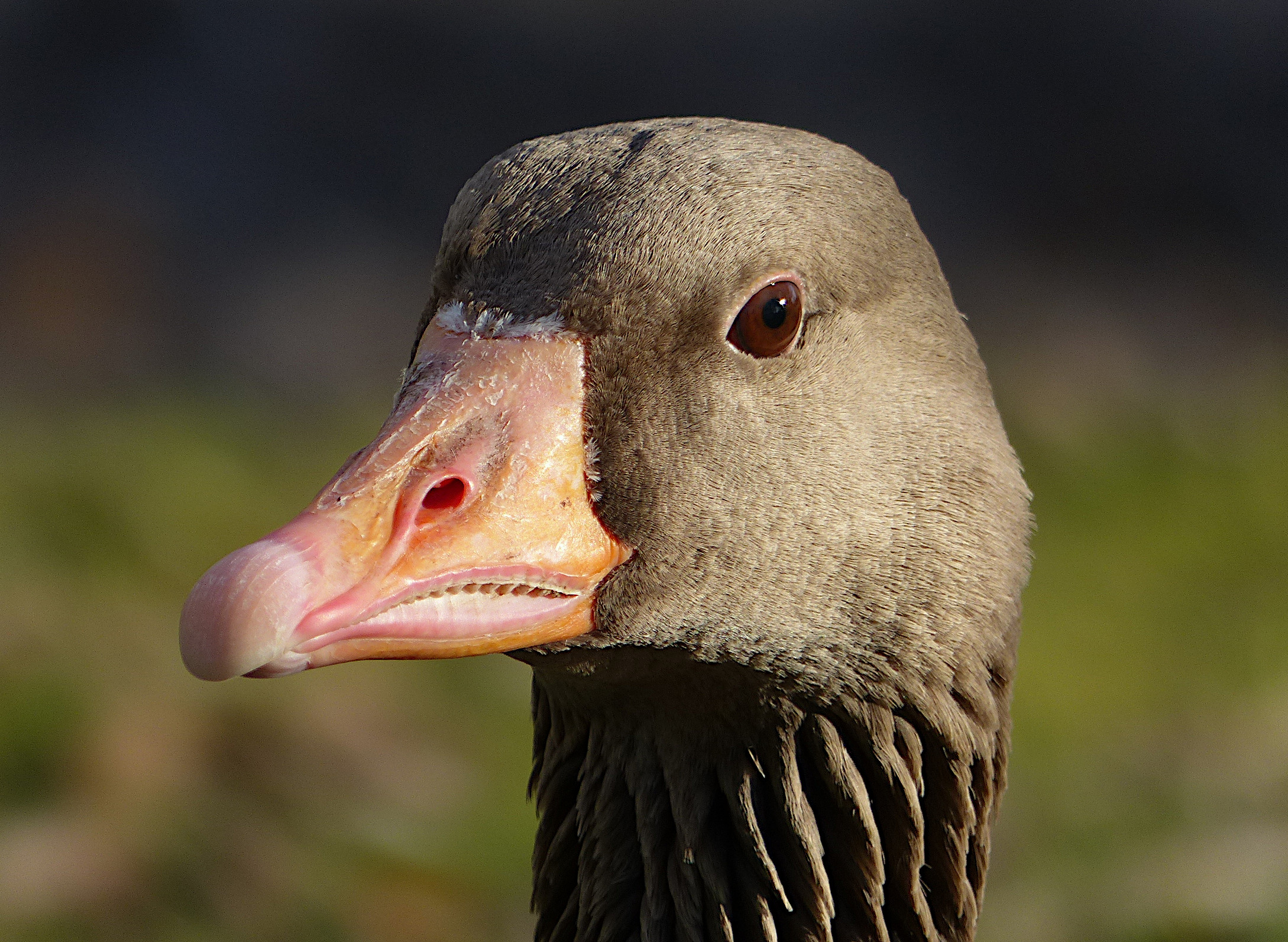 Ringeltaube (Forum für Naturfotografen)