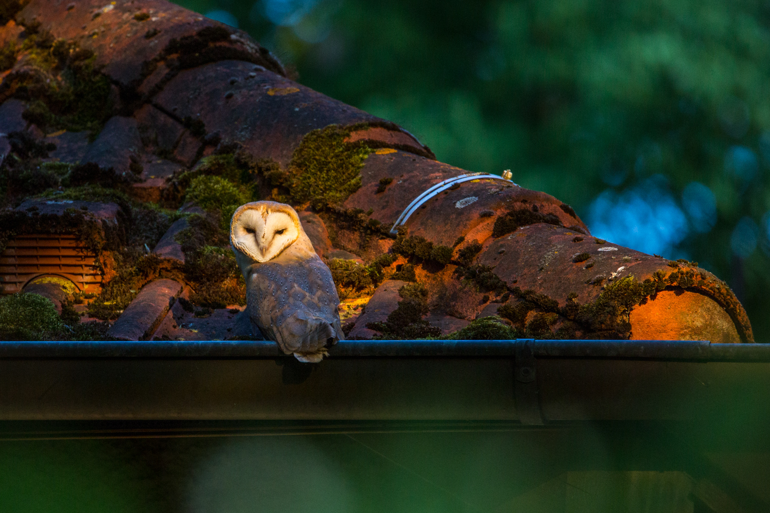 Schleiereule im Rampenlicht (Forum für Naturfotografen)