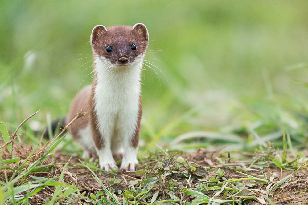 Wiesel (Forum für Naturfotografen)