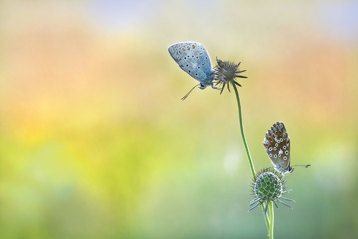 Schlafgemeinschaft (Forum für Naturfotografen)