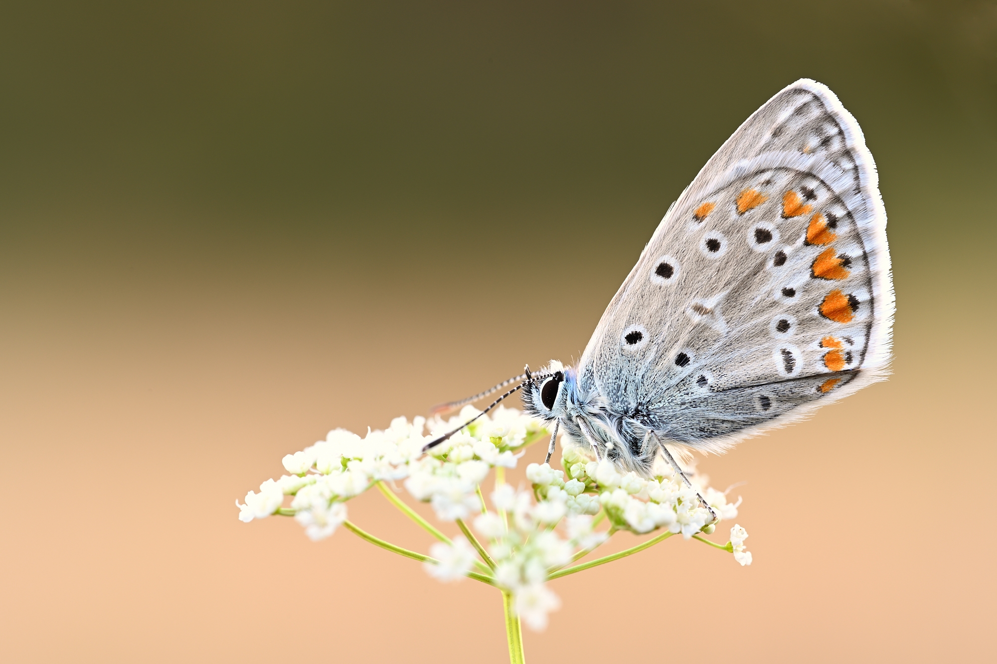 Bläuling (Forum für Naturfotografen)