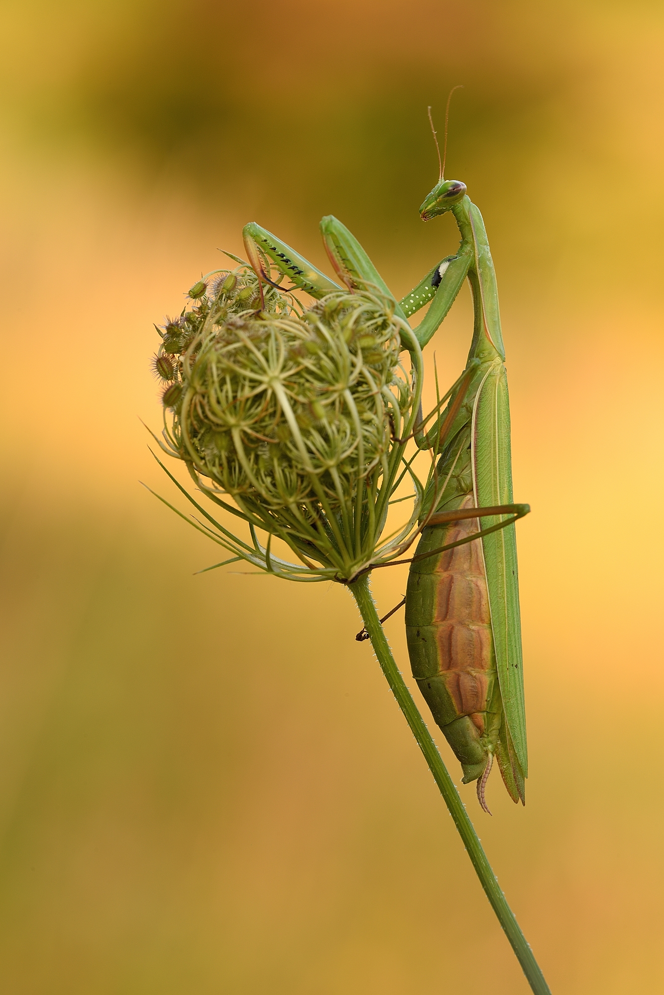 Mantis Religiosa (Forum für Naturfotografen)
