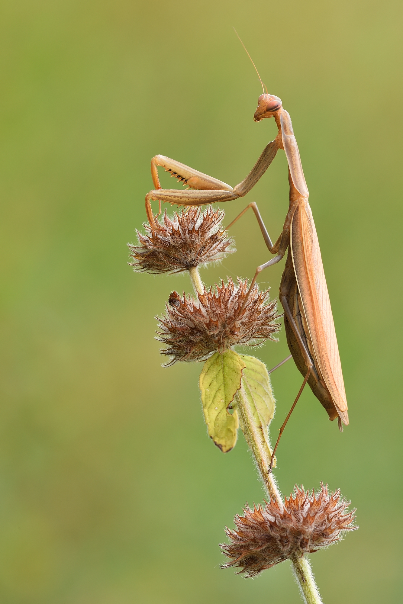 Mantis Religiosa (Forum für Naturfotografen)