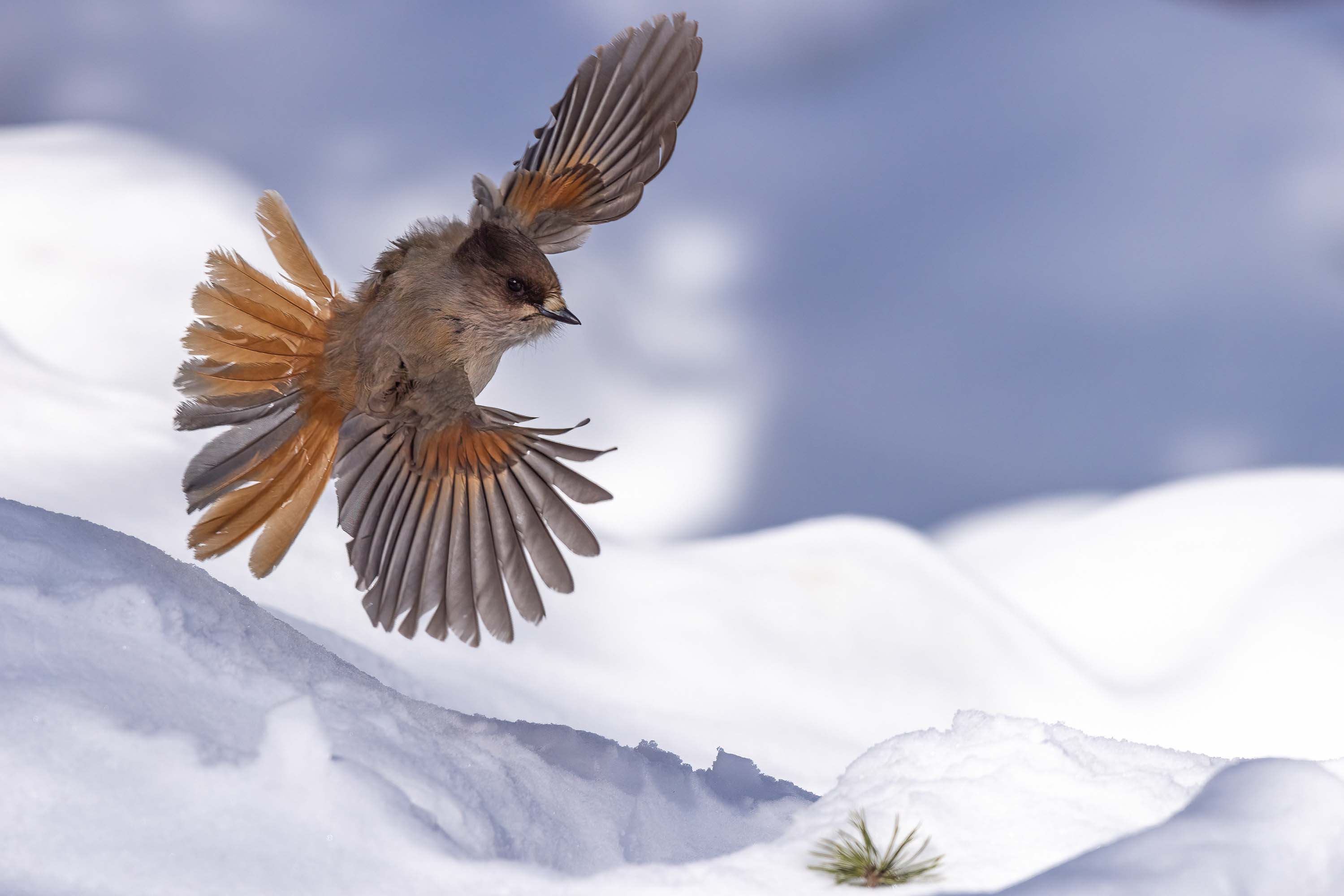 Unglückshäher (Forum für Naturfotografen)