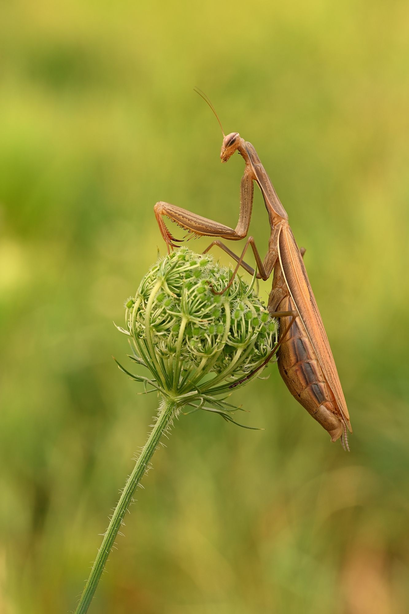 Mantis Religiosa (Forum für Naturfotografen)