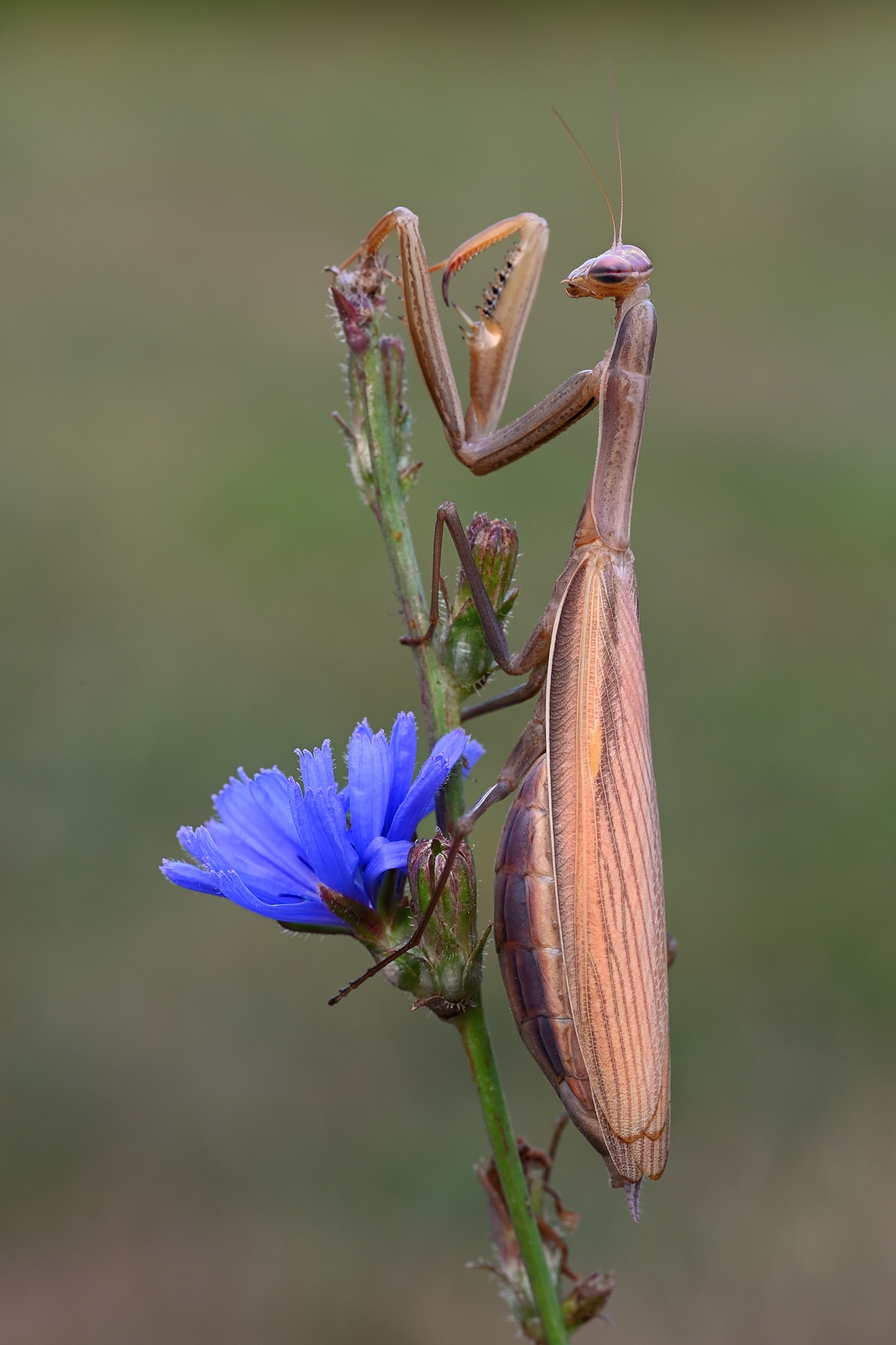 Mantis Religiosa (Forum für Naturfotografen)