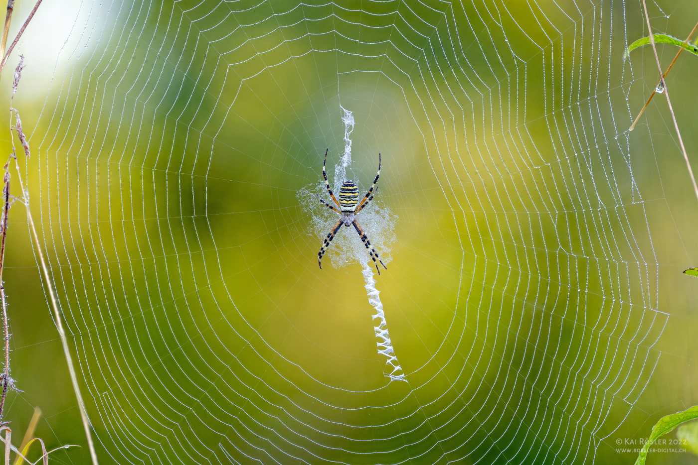 Die Spinne und ihr Netz (Forum für Naturfotografen)