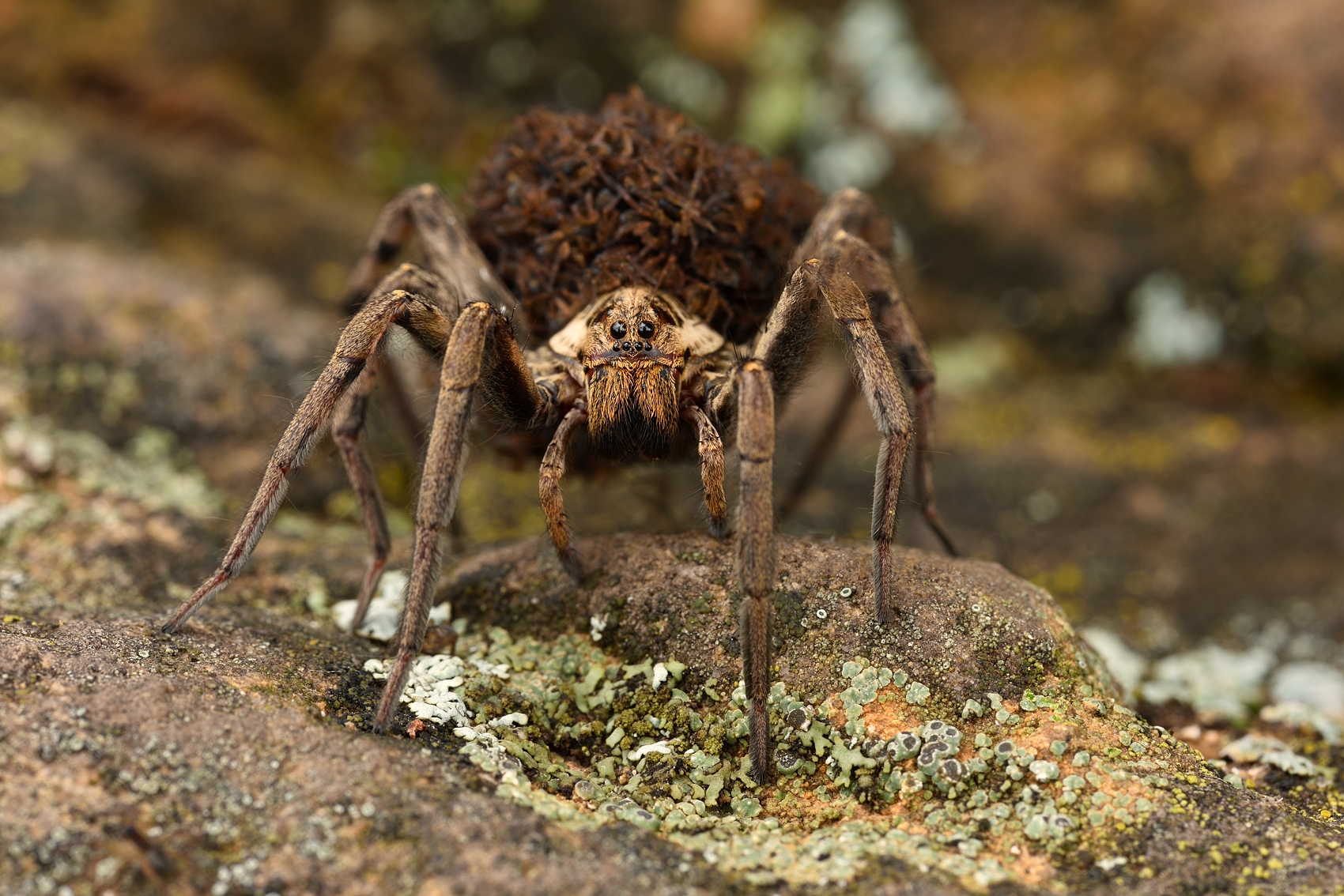 Tarantel (Forum für Naturfotografen)