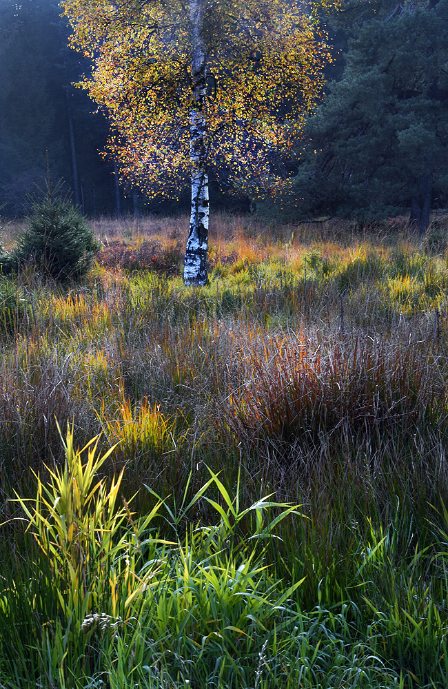 Spotlight (Forum für Naturfotografen)