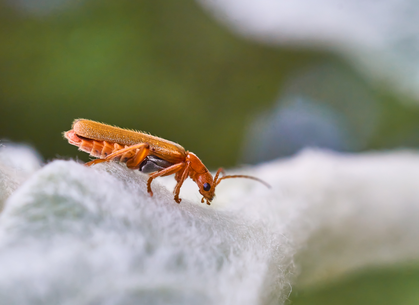 Cantharis sp. (Forum für Naturfotografen)
