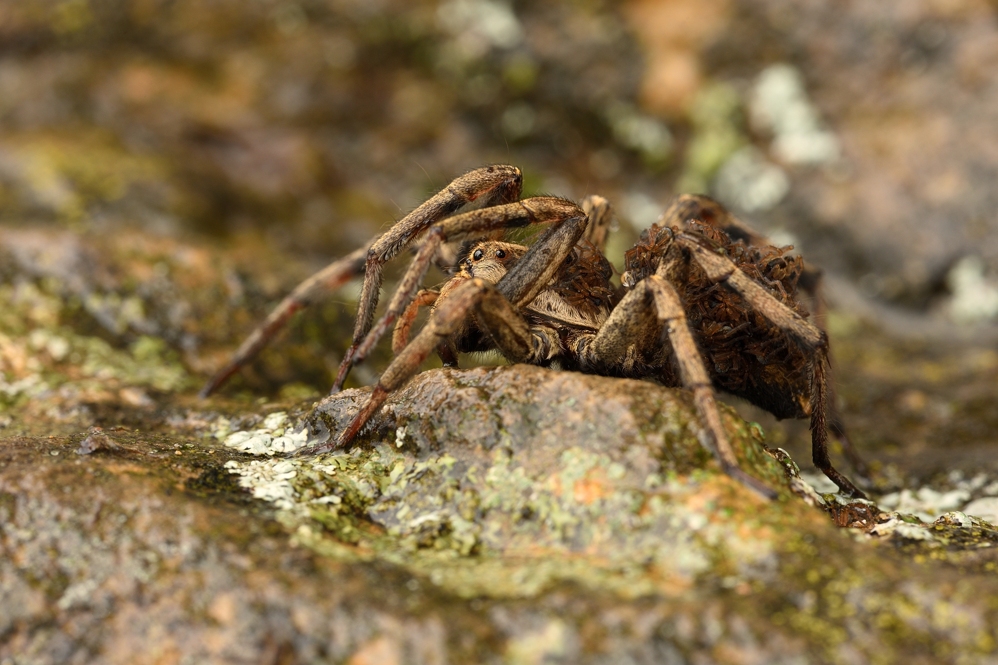 Tarantel (Forum für Naturfotografen)