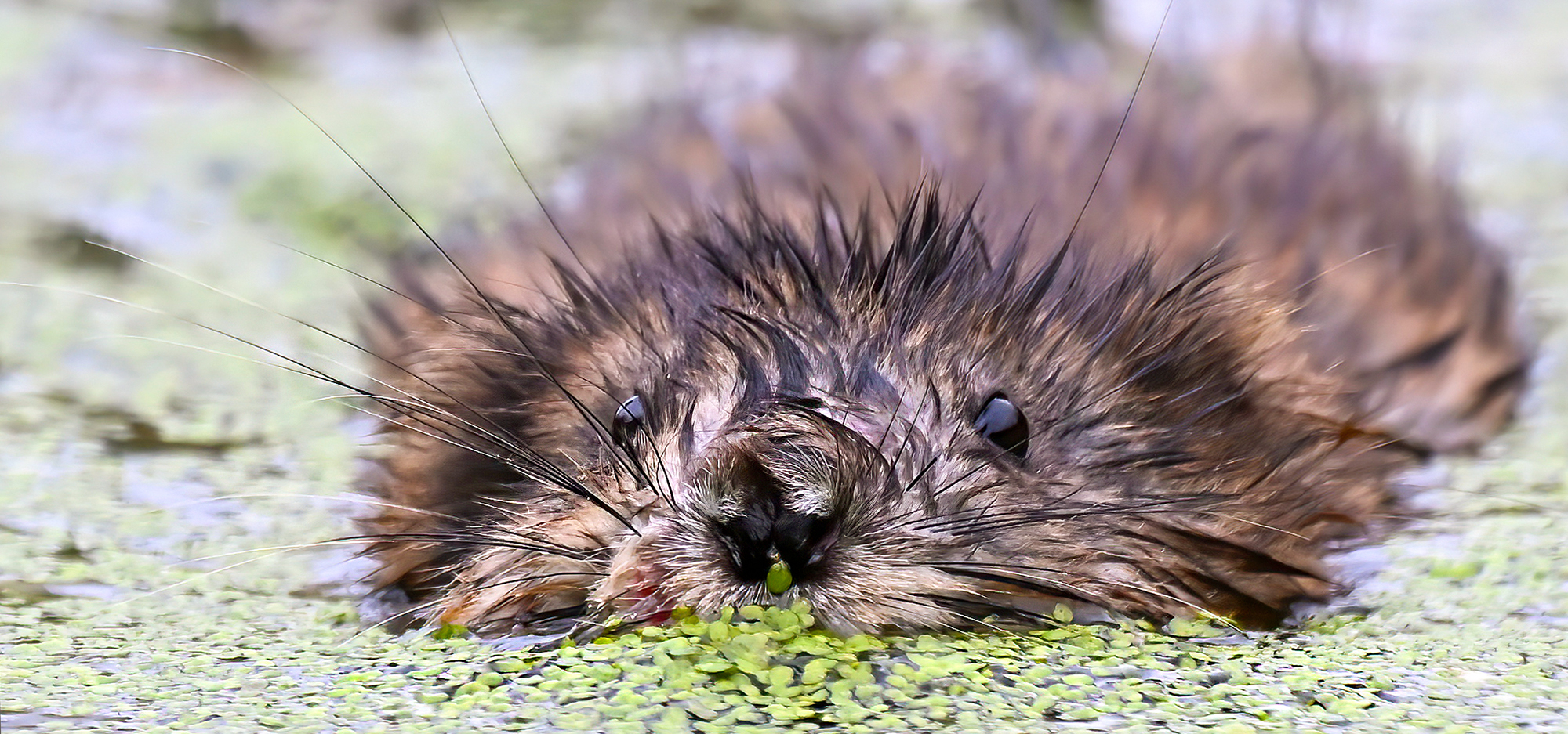 Bisam (Forum für Naturfotografen)