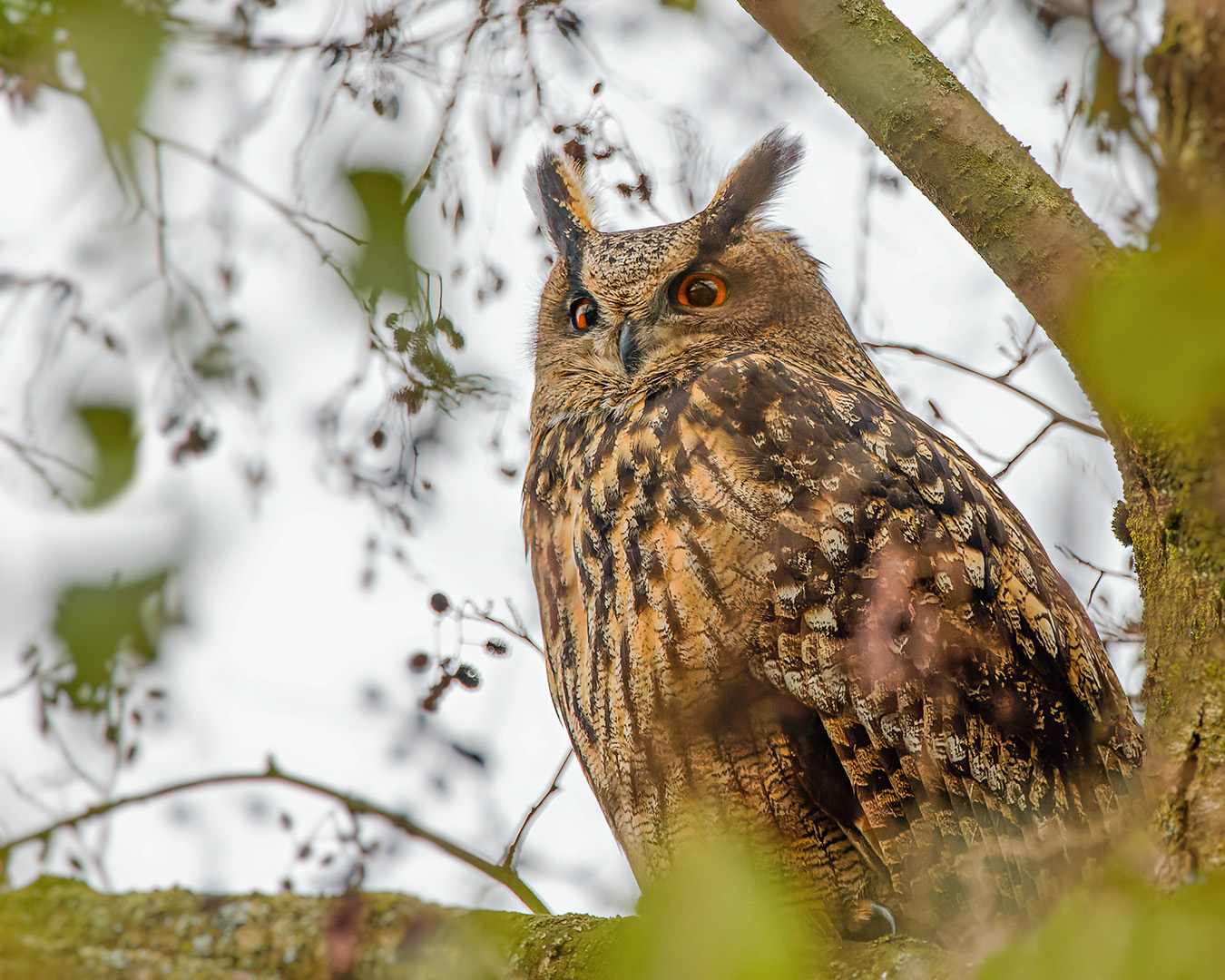 Uhu ( Bubo bubo ) (Forum für Naturfotografen)