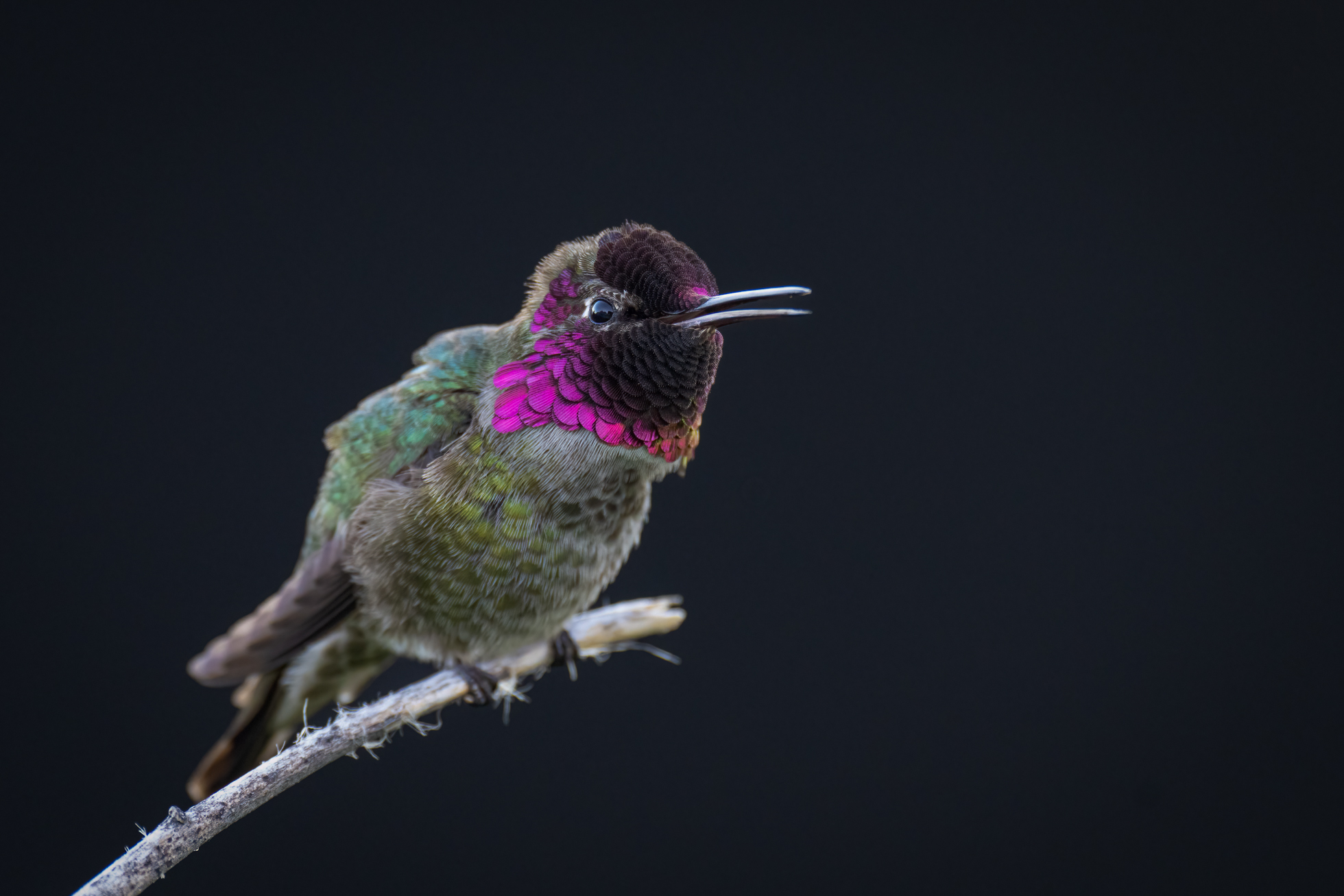 Kolibri (Forum für Naturfotografen) Kolibri (Forum für Naturfotografen)