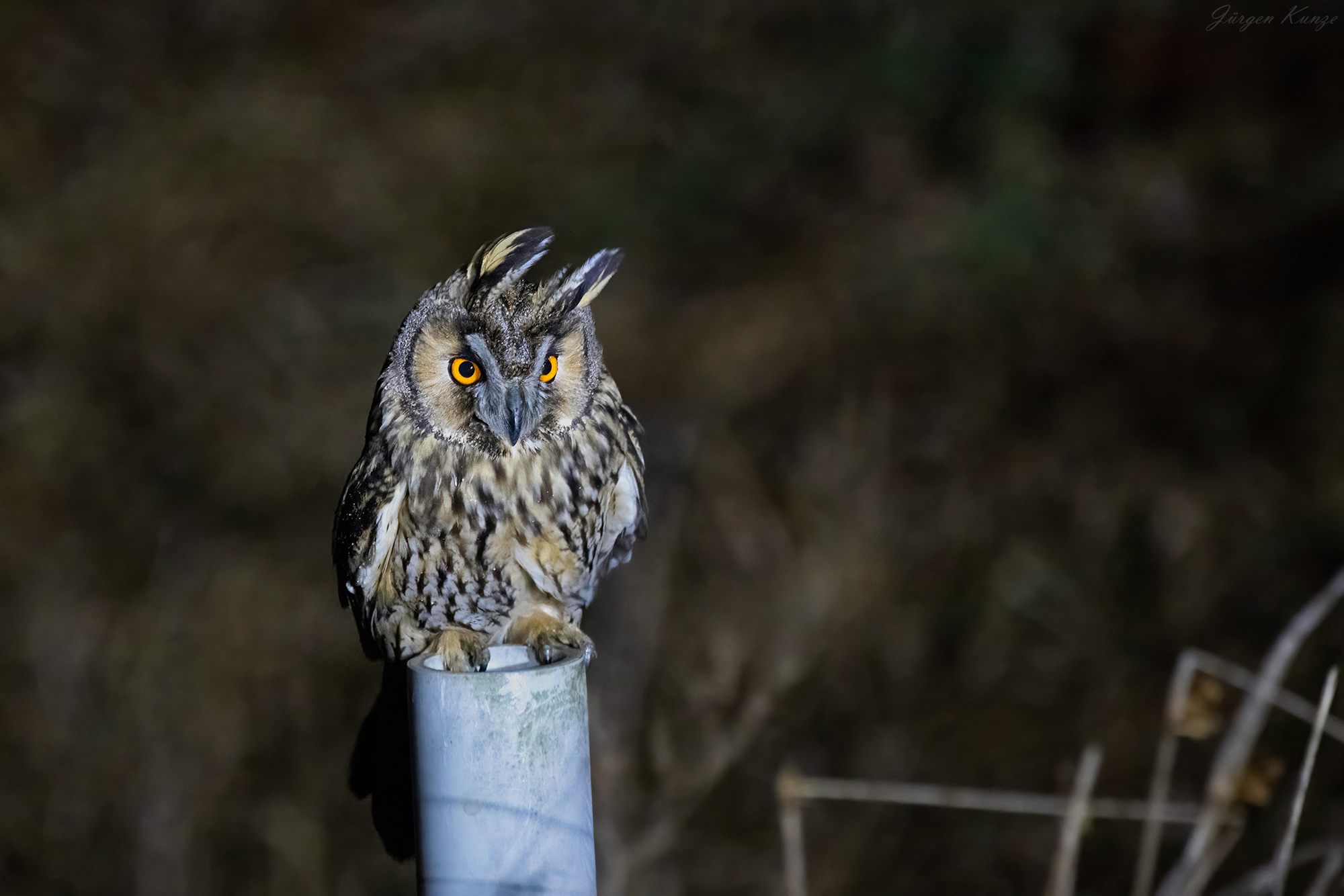 Sturmfrisur (Forum für Naturfotografen)