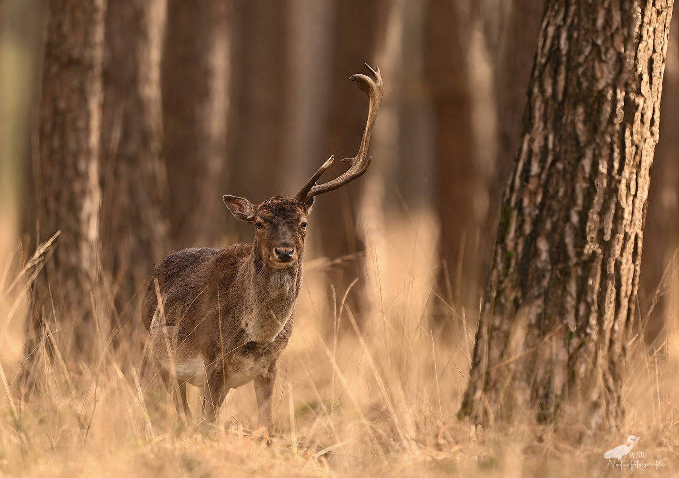Damhirsch (Forum für Naturfotografen)